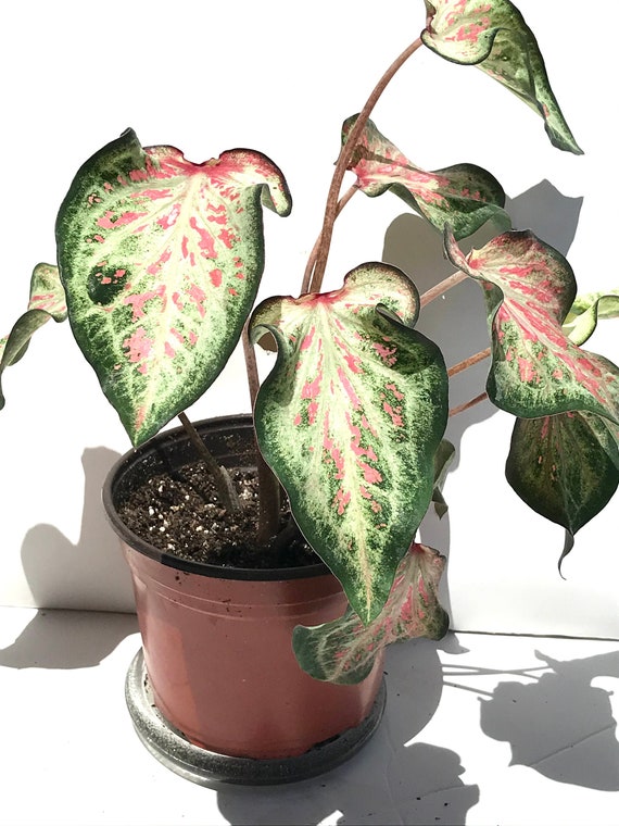 Candyland Caladium Caladium Candyland plant Rare Caladium 4 | Etsy