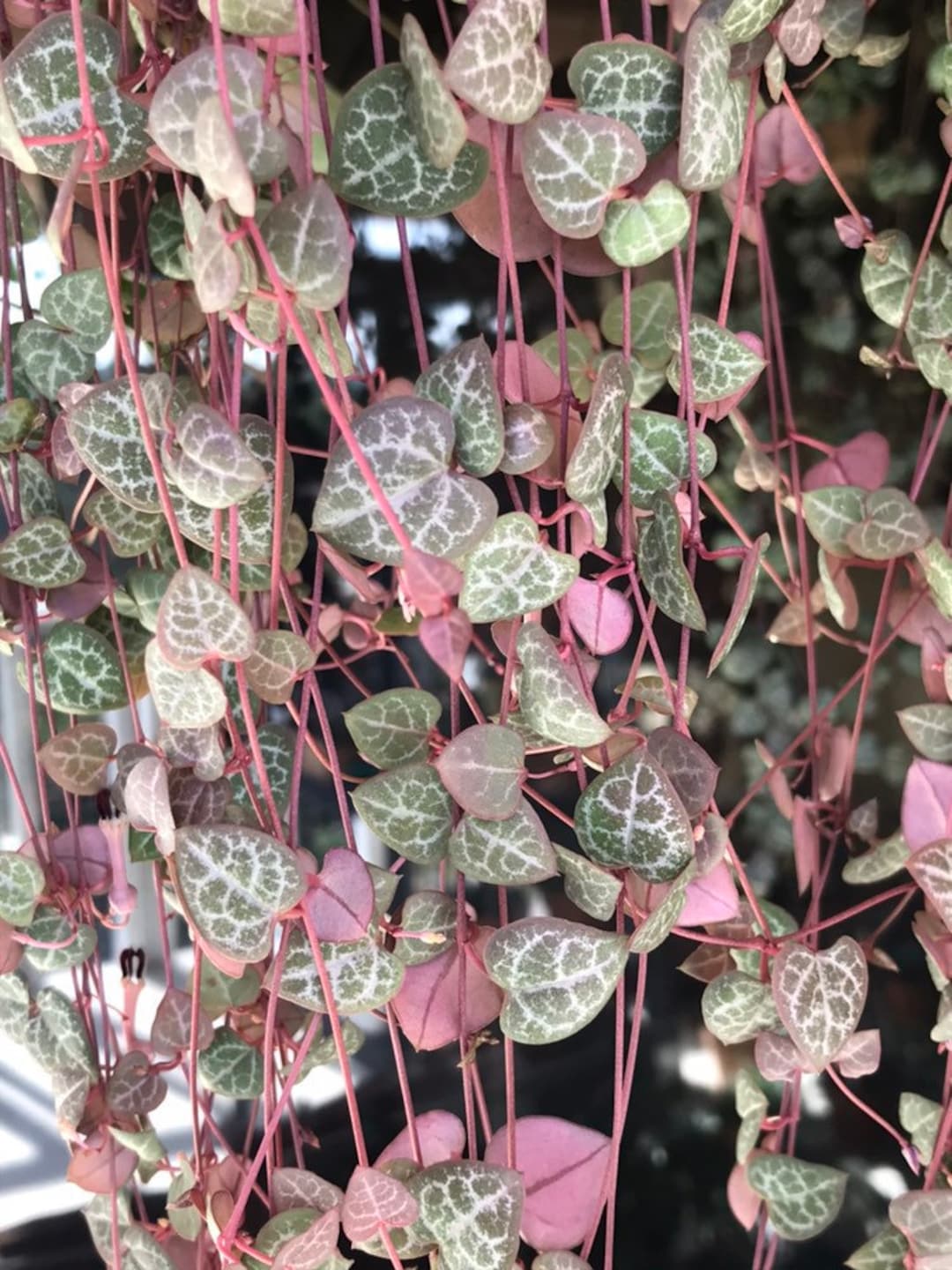 String of Hearts Cuttings: Exotic Ceropegia Woodii, Non Variegated - Etsy