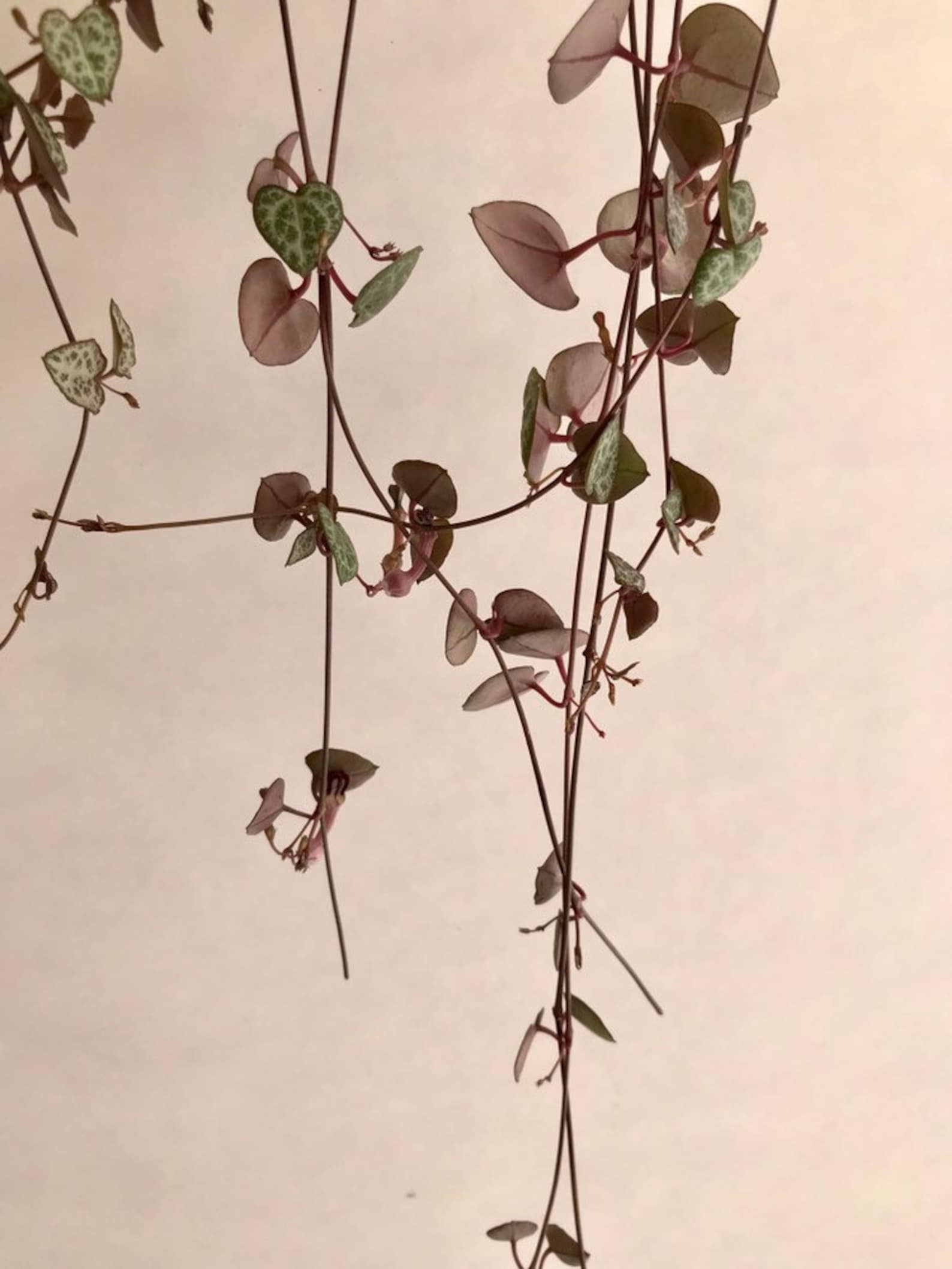 String of Hearts Cuttings: Exotic Ceropegia Woodii, Pink & Green - Etsy