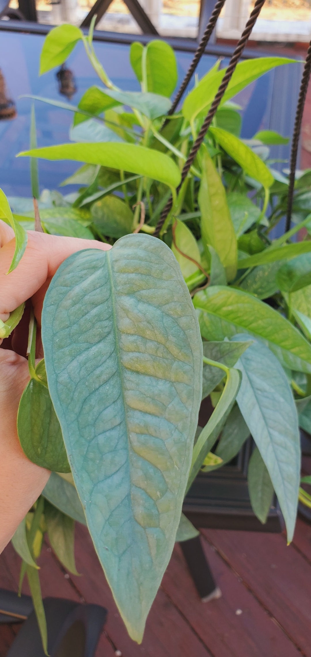 Cebu Blue Pothos Cebu Blue Pothos Plant Cutting X2 - Etsy