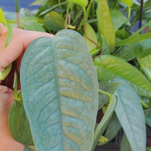 Cebu Blue Pothos - Etsy