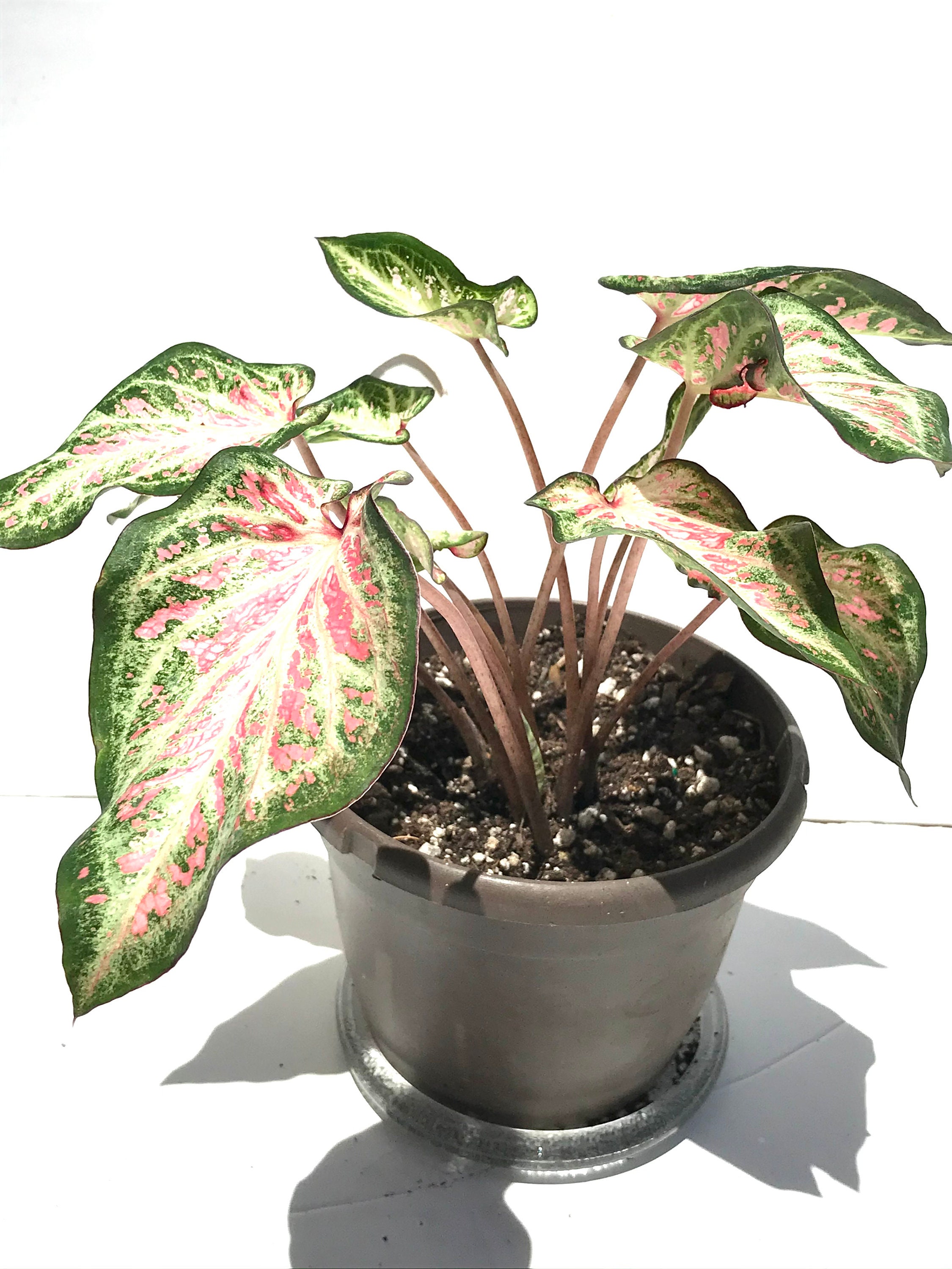 Candyland Caladium Caladium Candyland plant Rare Caladium 4 | Etsy