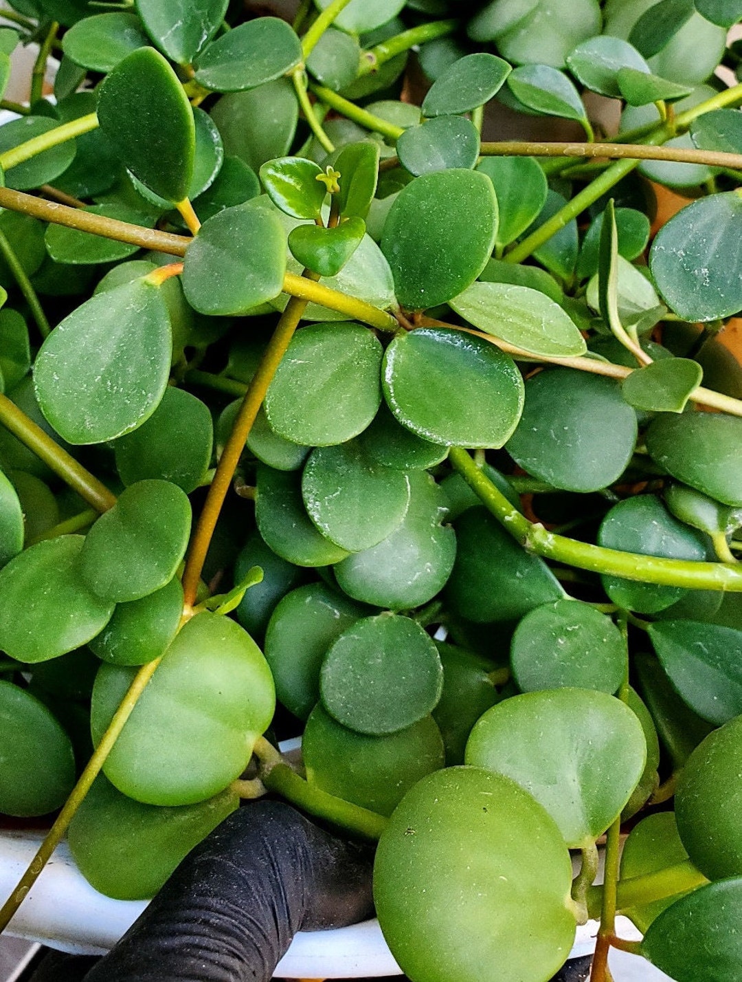 Peperomia Hope Plant Cutting, x3 Plant Cutting, Peperomia Tetraphylla ...