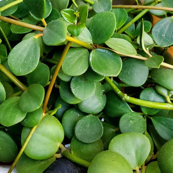 Peperomia Hope Plant - Etsy