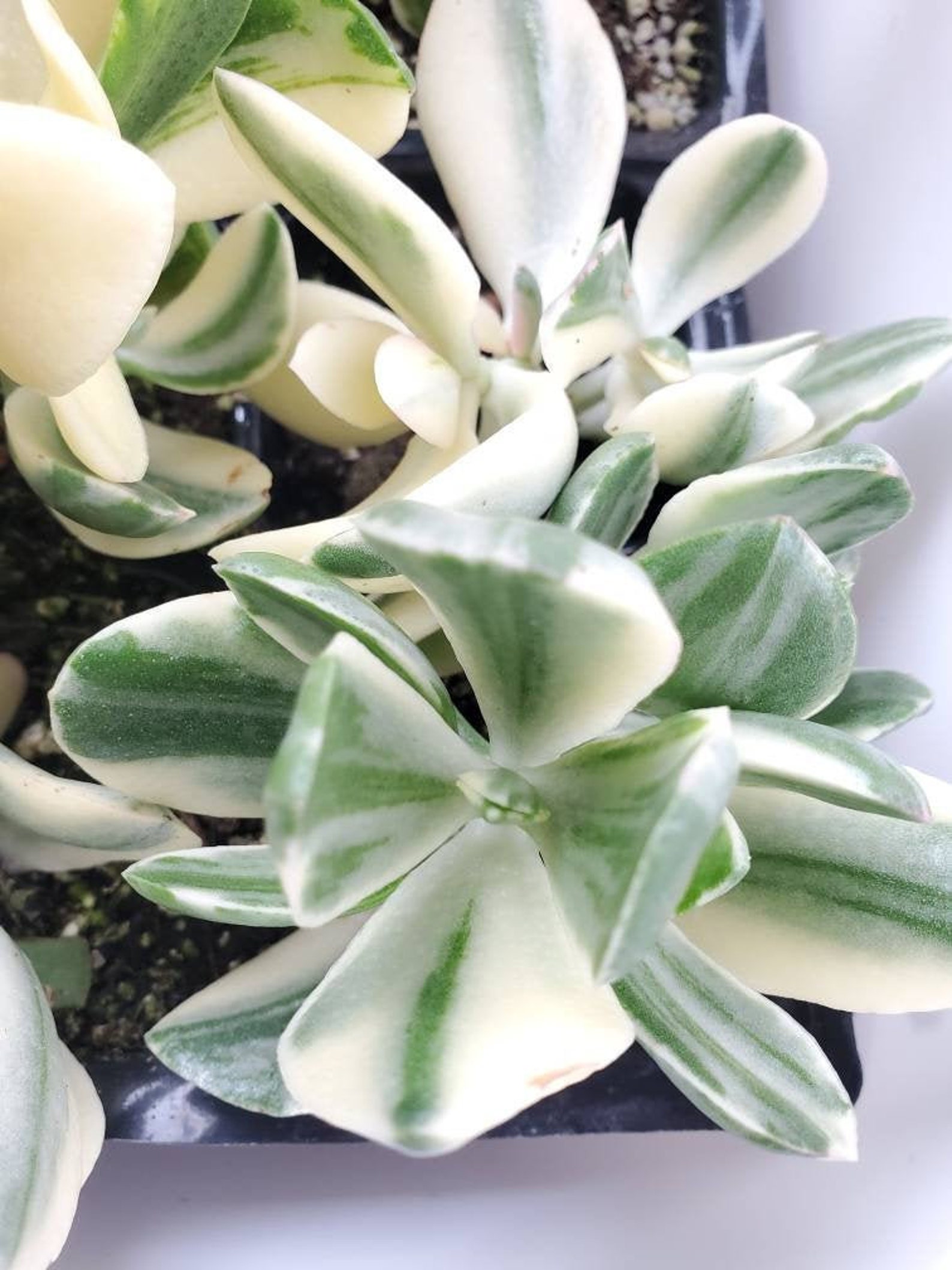 Variegated Jade Plant Live Rooted Healthy Plants Exotic - Etsy