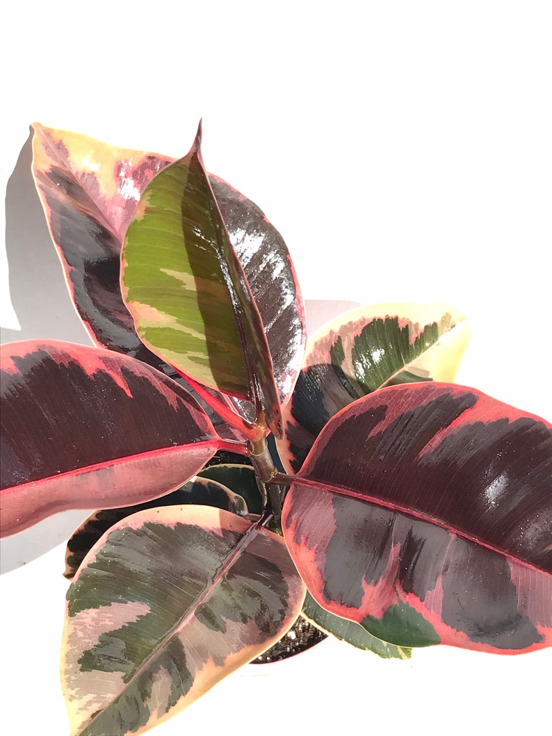 Ficus Elastica Pink Ruby Variegated Rare Ruby Ficus | Etsy