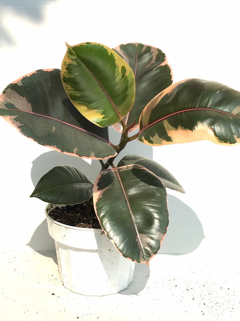 Ficus Elastica Pink Ruby Variegated Rare Ruby Ficus | Etsy