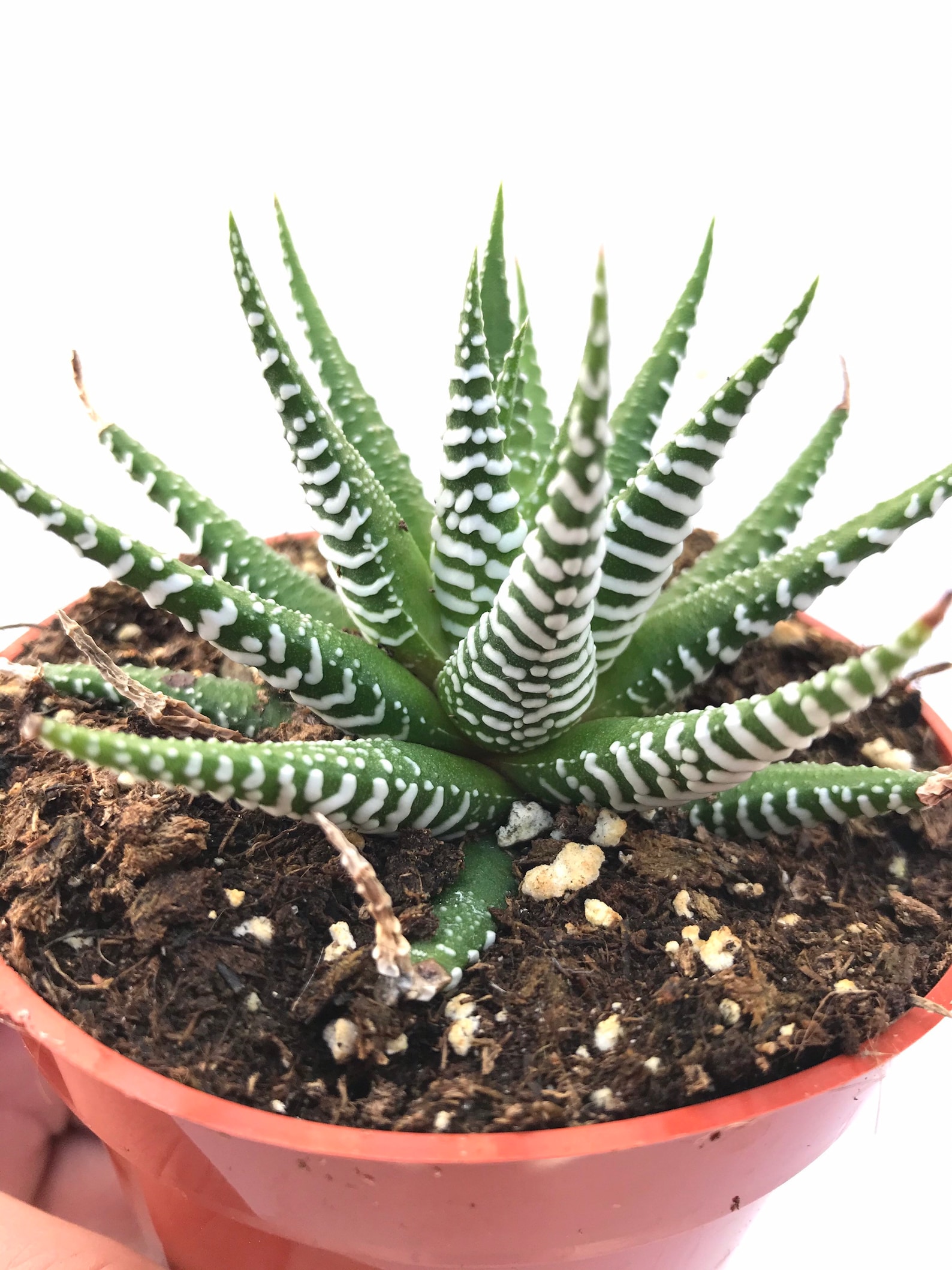 Haworthia Zebra Plant Live 4 Inch Potted Zebra Plant Zebra | Etsy