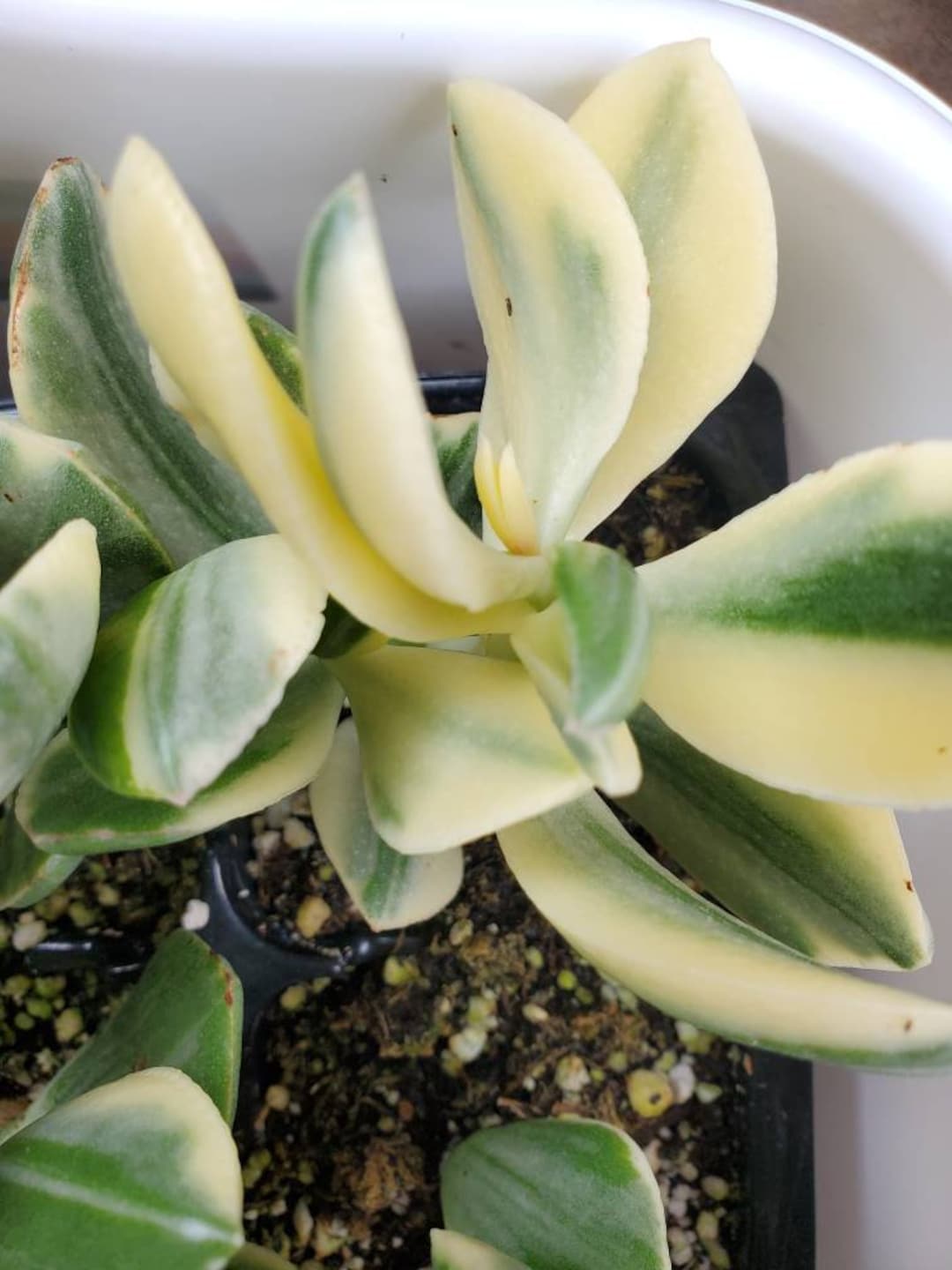 Variegated Jade Plant, Live Rooted Healthy Plants, Exotic Colors ...
