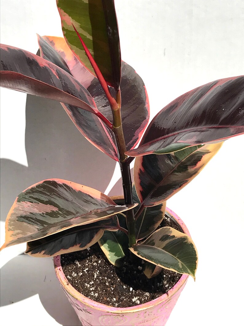 Ficus RubyFicus Elastica Pink Ruby Variegated Ruby Rubber | Etsy