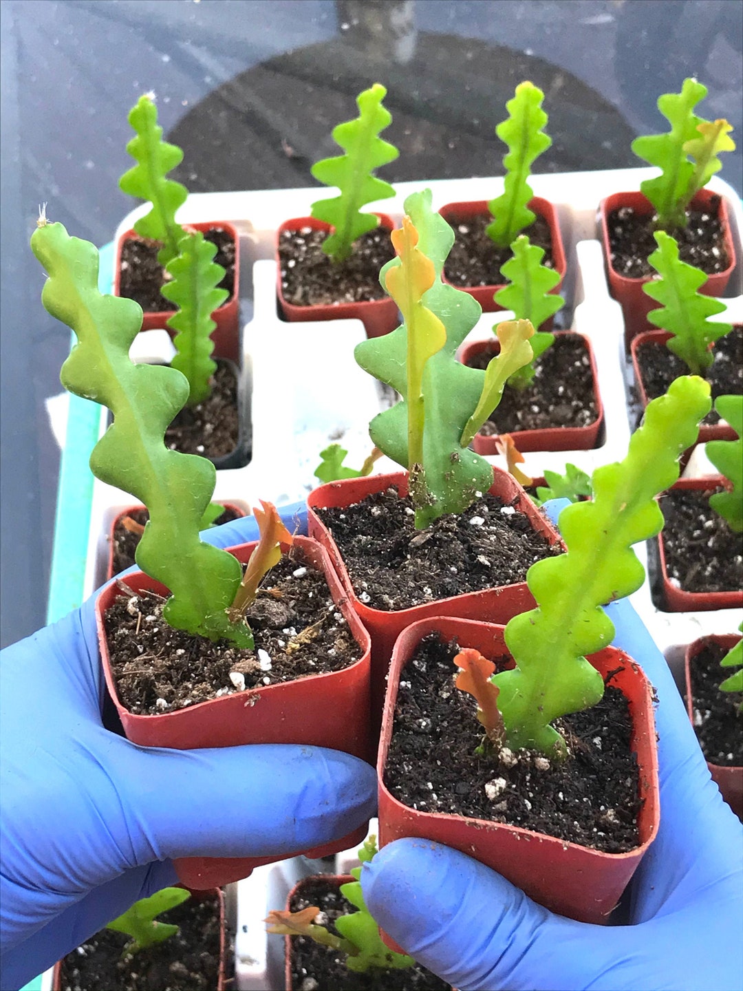 Ric Rac Cactus (epiphyllum Anguliger): 2 Inch Rooted Zig Zag Plant - Etsy