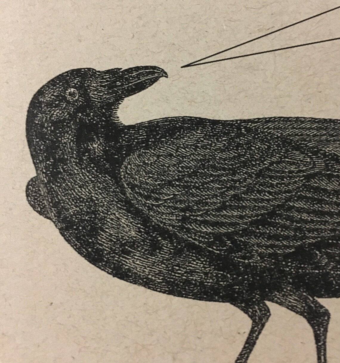 THE RAVENS . Set of 12 Postcards Kraft Cards 4.25 X 5.5 Post - Etsy