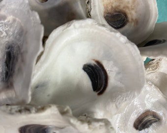 Oyster Shells Bulk - Etsy
