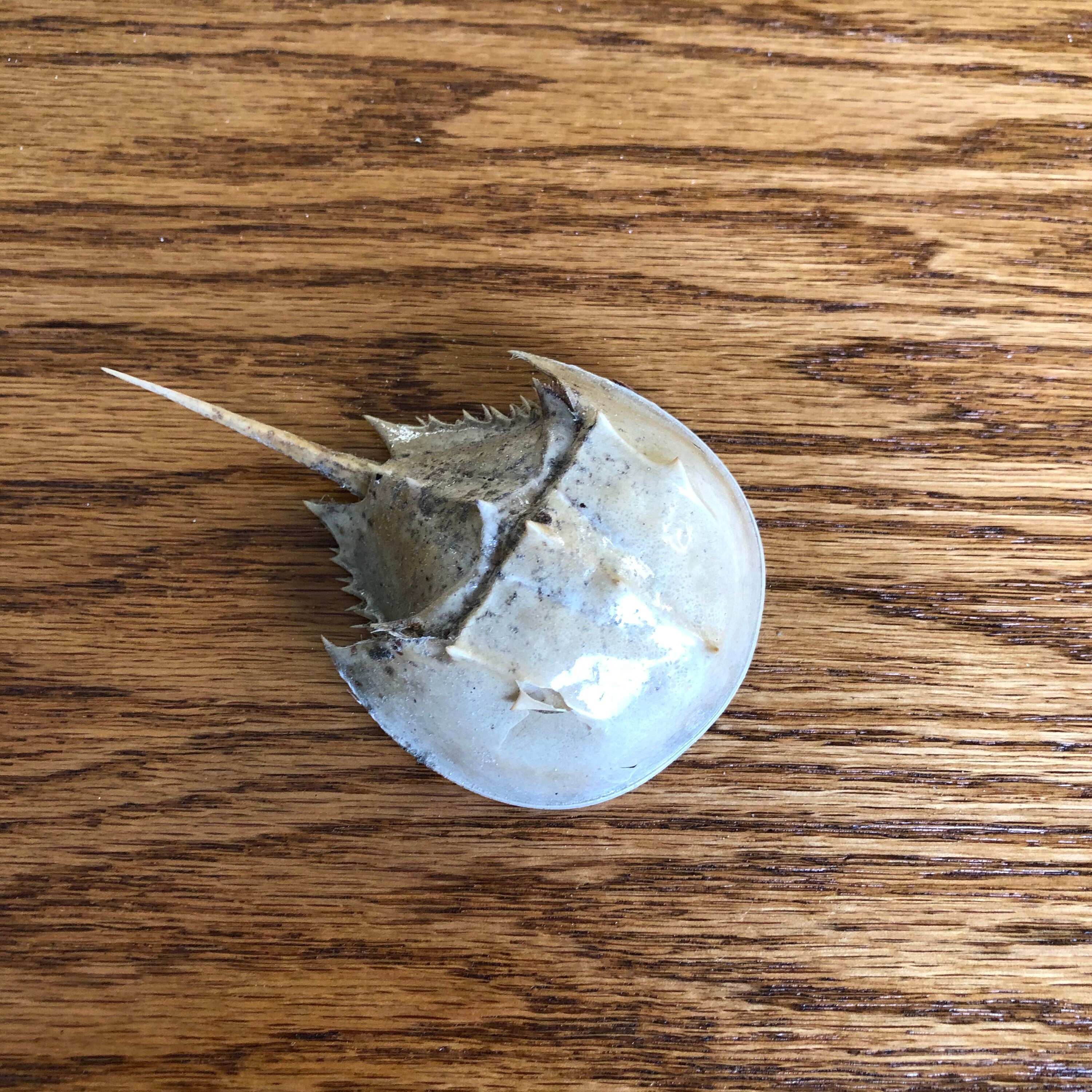 Horseshoe Crab Shell for sale | Only 3 left at -70%
