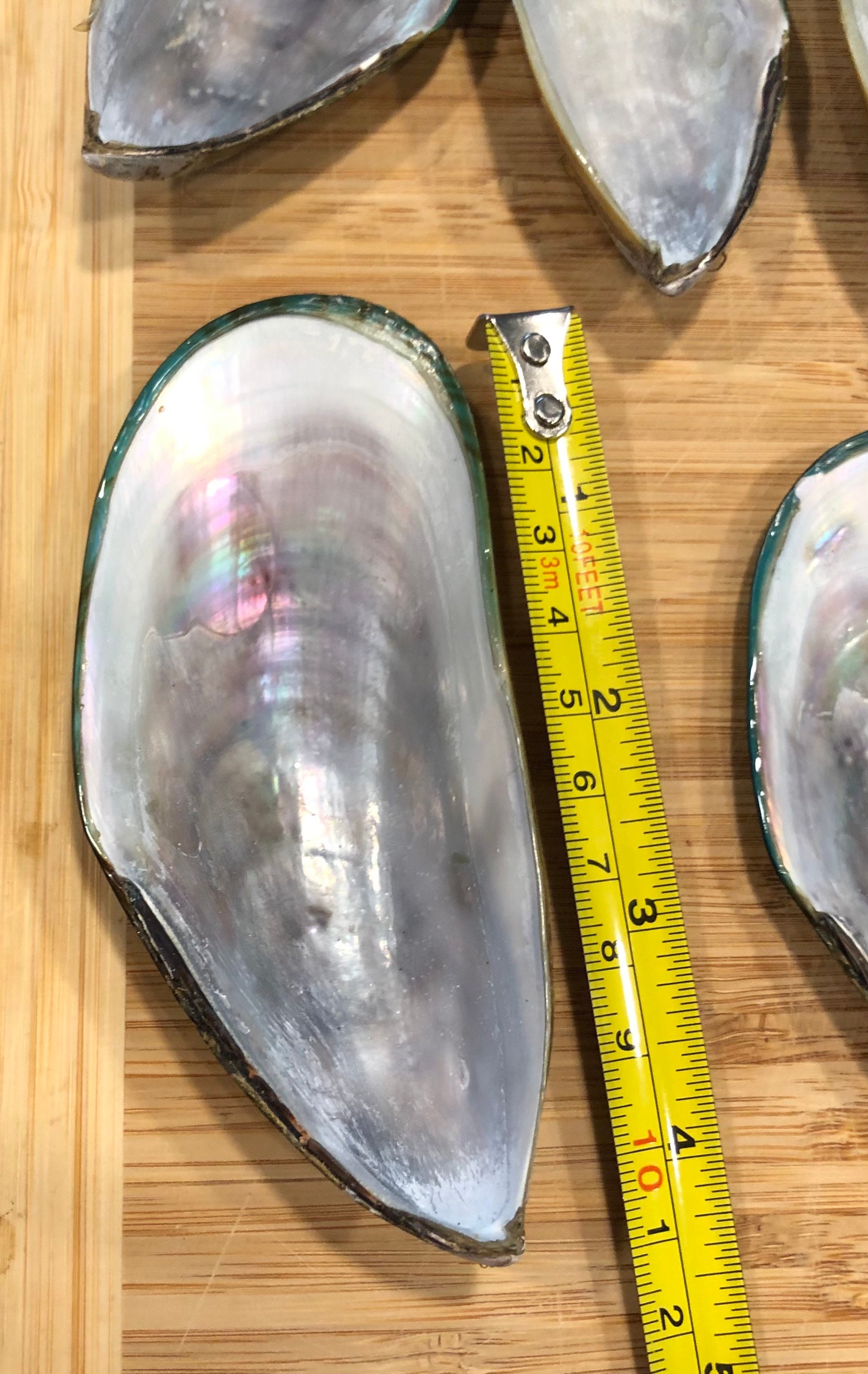 Large Green Lip Mussel Shells | Etsy