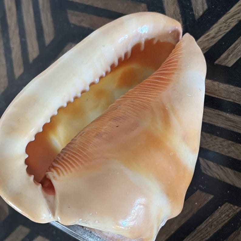 Hand Carved Cameo Sea Shell Lamp Shade City Seascape W Volcano 4x3" - Etsy