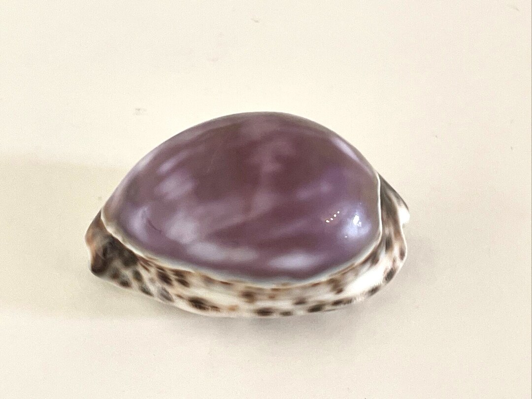 Large Tiger Cowrie Purple Top Seashell cypraea Tigris Cowry Shell - Etsy
