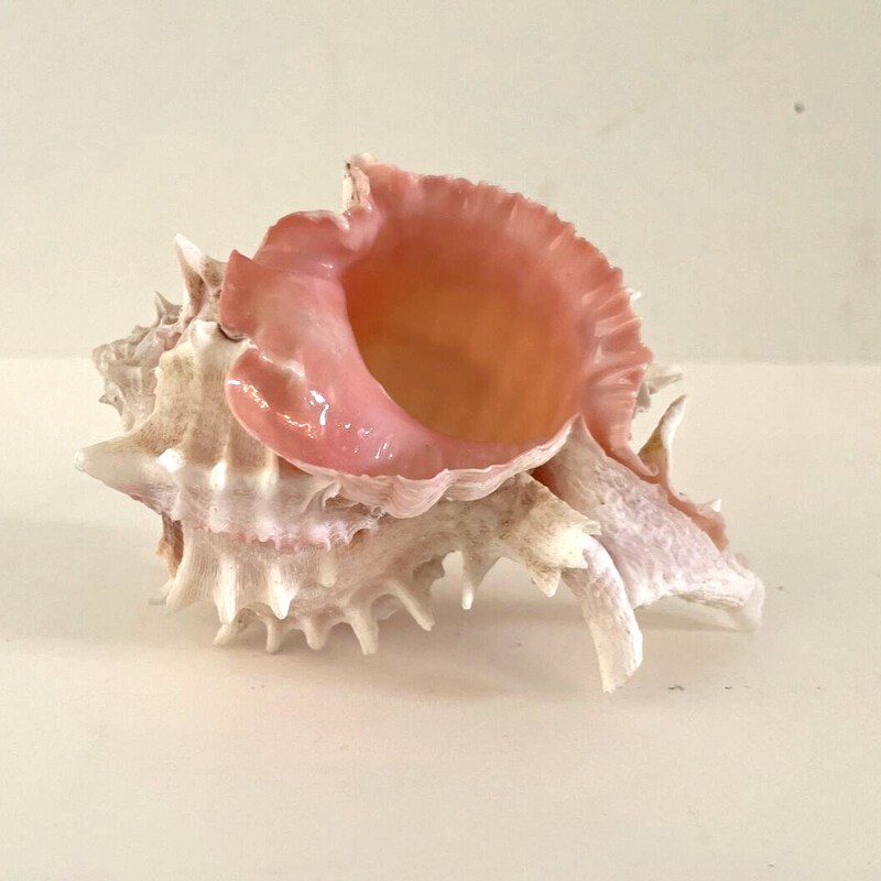 Conch Shell Art - Etsy