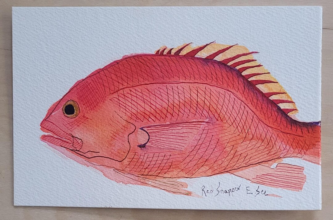 Original Ink Painting Red Snapper - Etsy