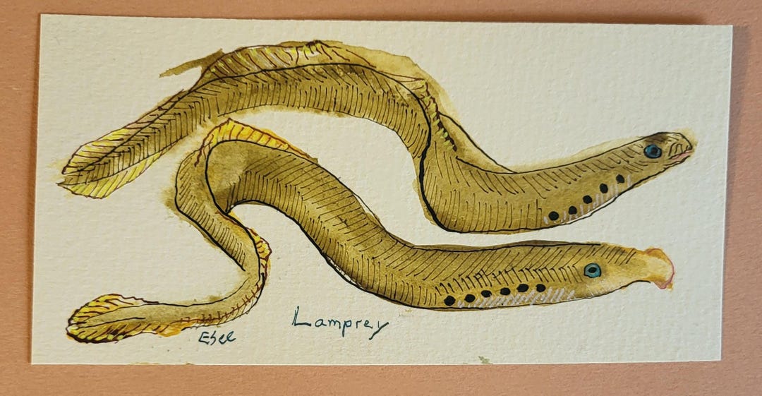 Lamprey Original Ink Painting - Etsy