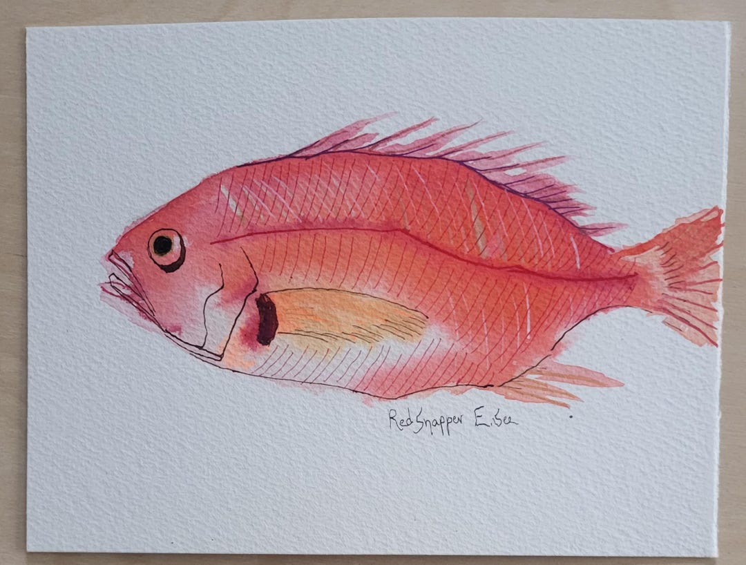 Red Snapper Original Ink Painting - Etsy
