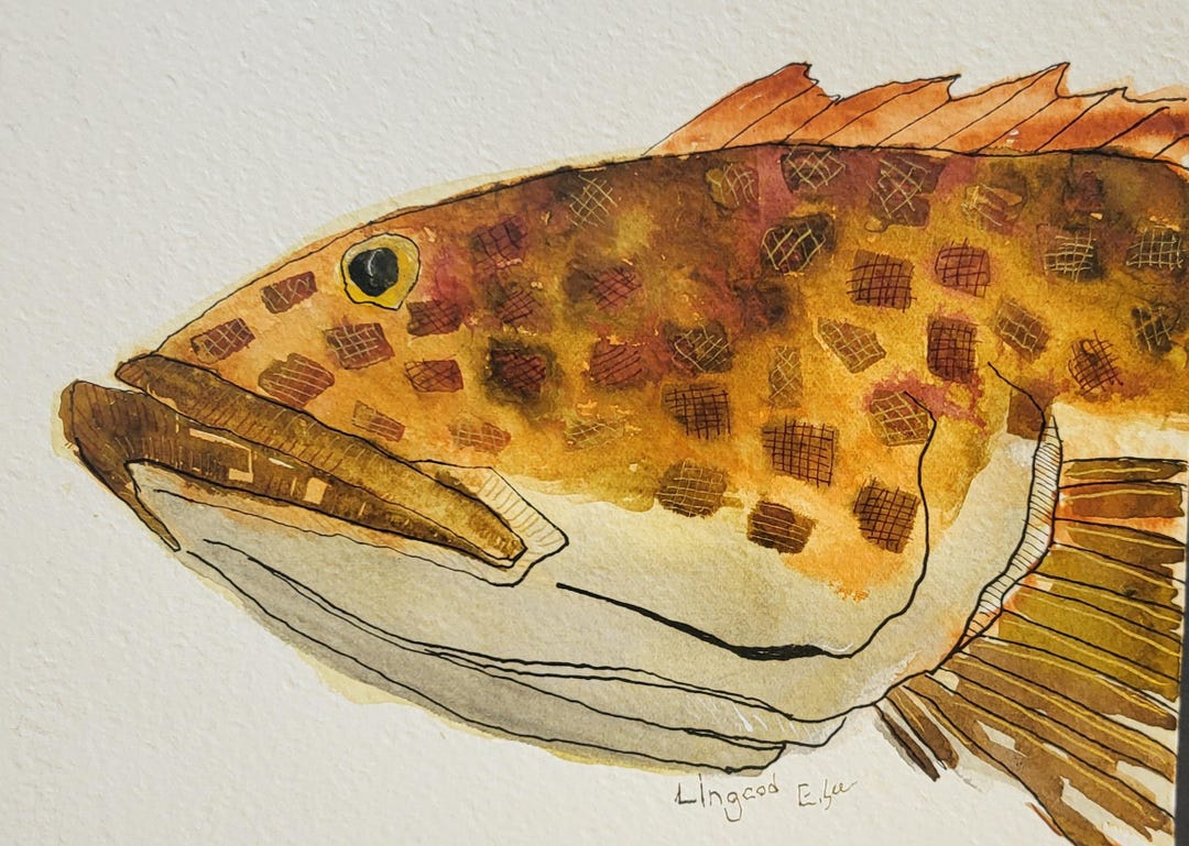 Lingcod Original Ink Painting - Etsy