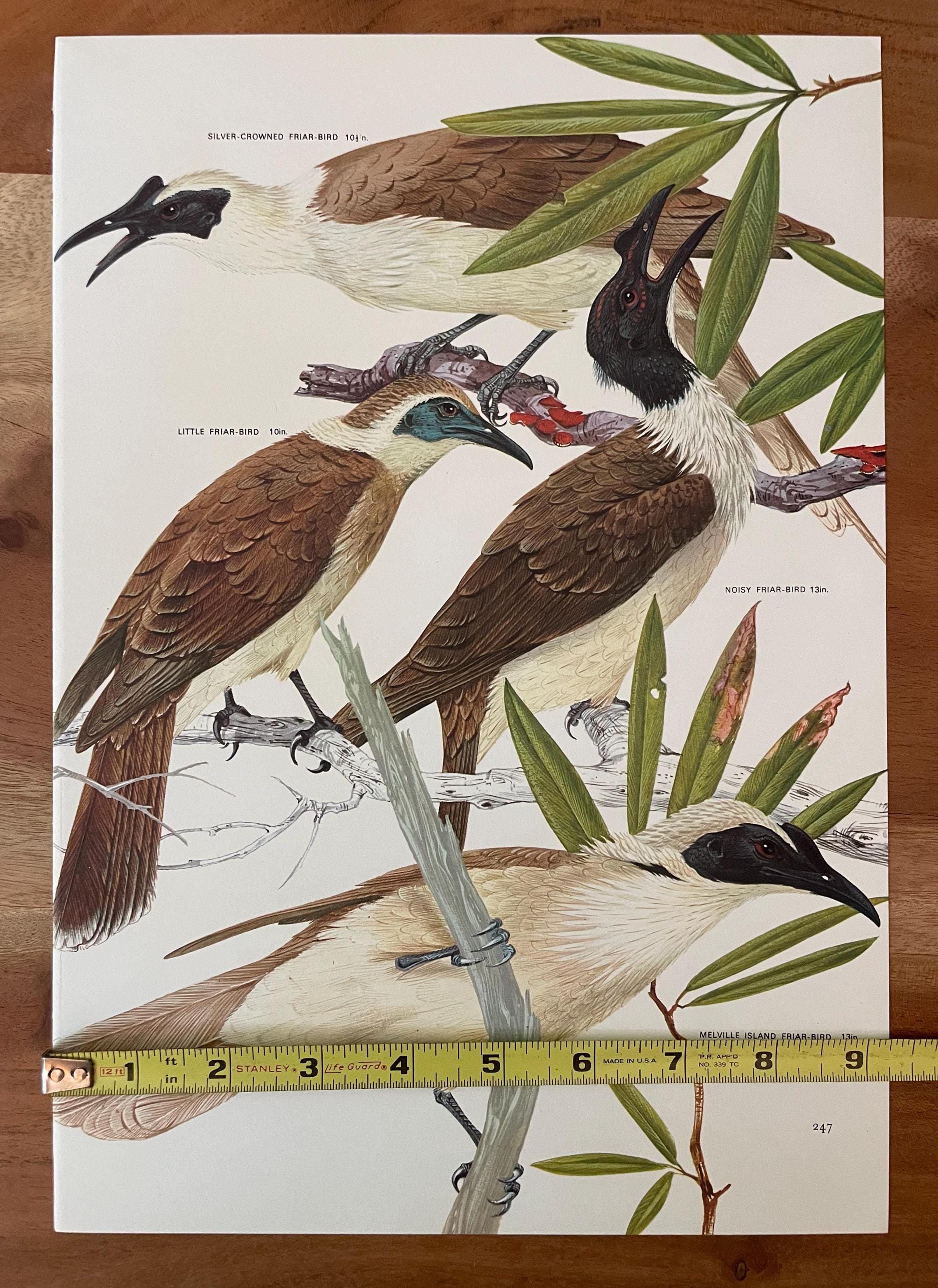 Vintage 9”x13" Australian Bird Illustration Friar-bird Original ...