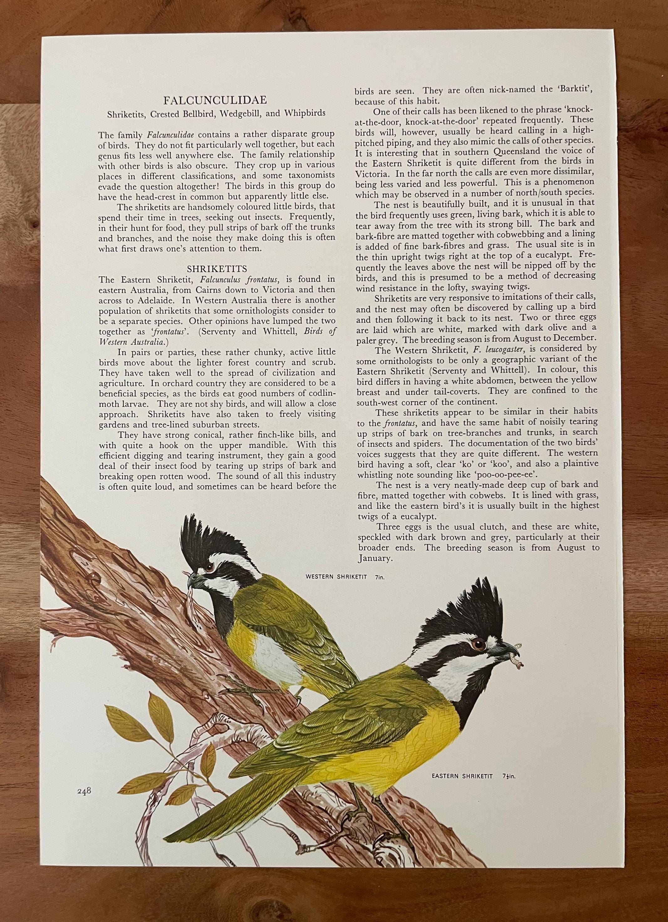 Vintage 9”x13" Australian Bird Illustration Friar-bird Original ...
