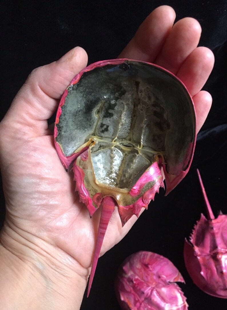 Set of 3 Small Hand Painted Horseshoe Crab Shells | Etsy