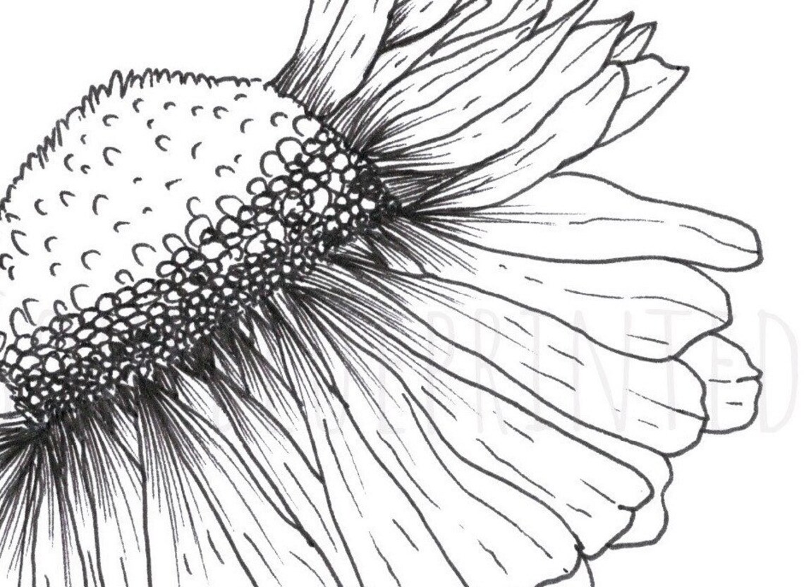 Daisy Original Art Pen and Ink Drawing Sketch Style A5 Art | Etsy