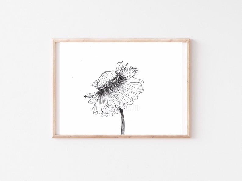 Daisy Original Art, Pen and Ink Drawing Sketch Style A5 Art Print, Wall ...