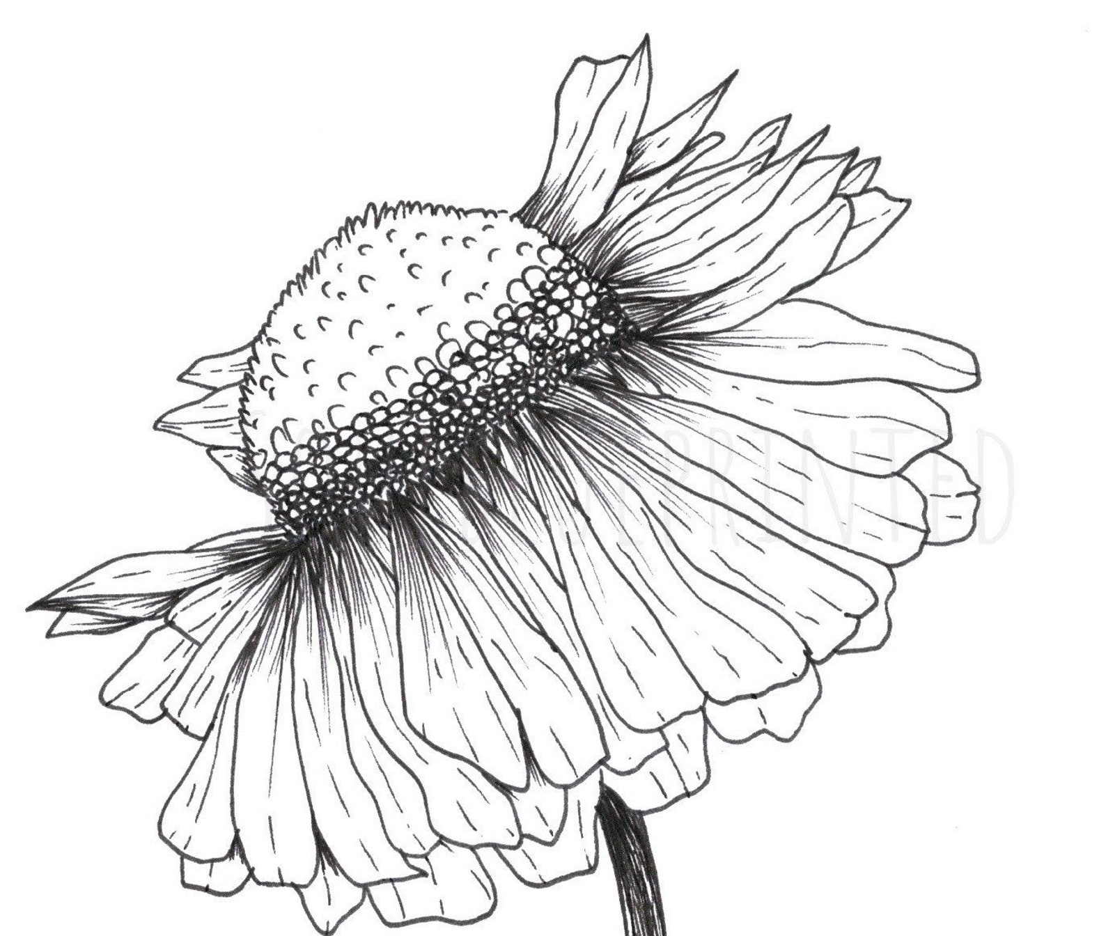 Daisy Original Art Pen and Ink Drawing Sketch Style A5 Art | Etsy