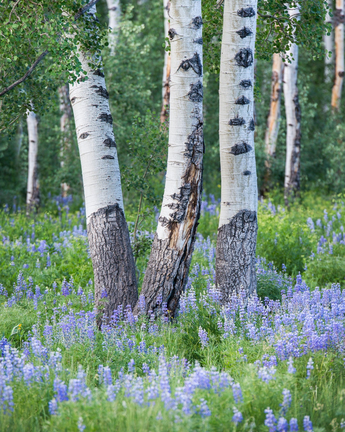 Aspen Trees Colorado Breckenridge Mountain Home Art - Etsy