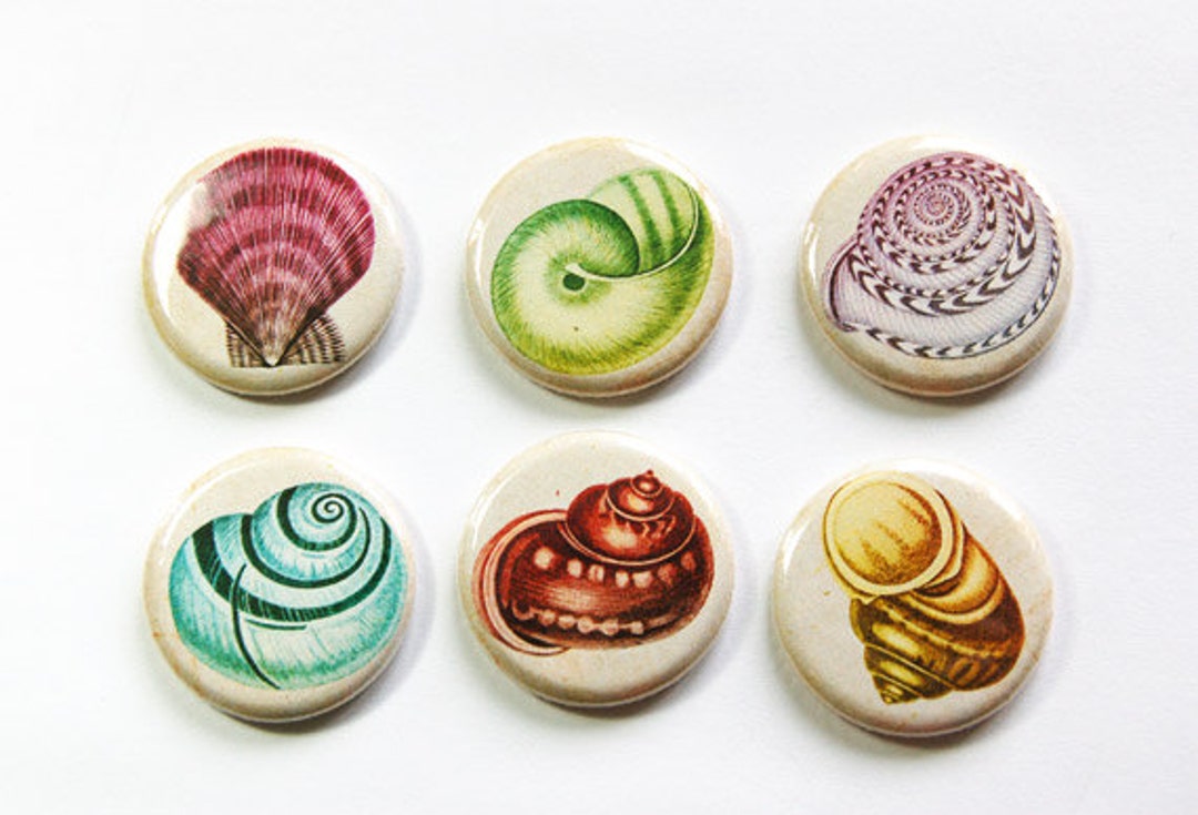 Seashell Magnets Nature Magnets Fridge Magnets Kitchen - Etsy