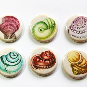 Seashell Magnets Nature Magnets Fridge Magnets Kitchen - Etsy
