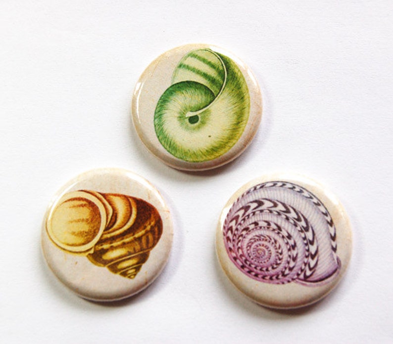 Seashell Magnets Nature Magnets Fridge Magnets Kitchen - Etsy