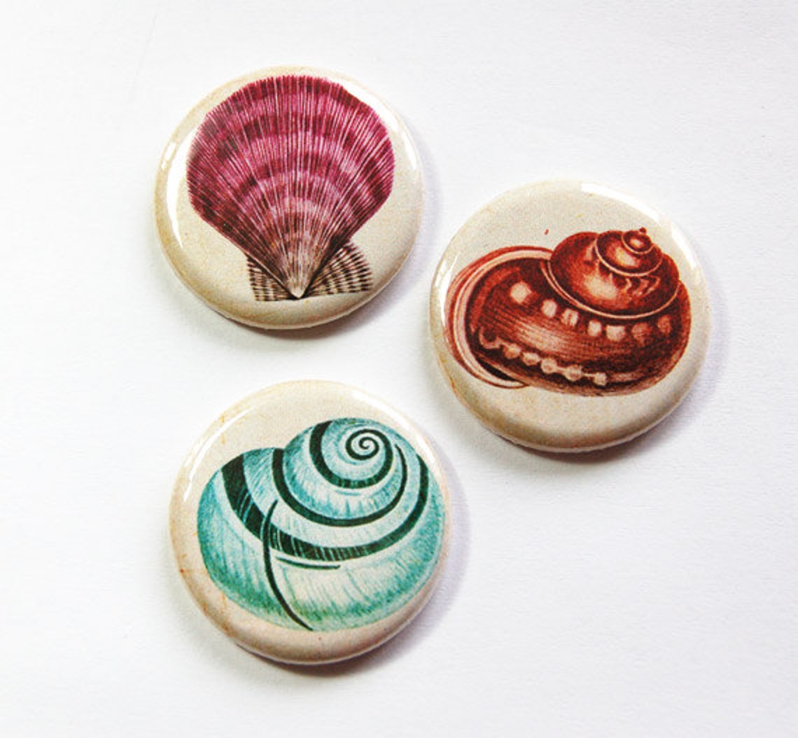 Seashell Magnets Nature Magnets Fridge Magnets Kitchen - Etsy
