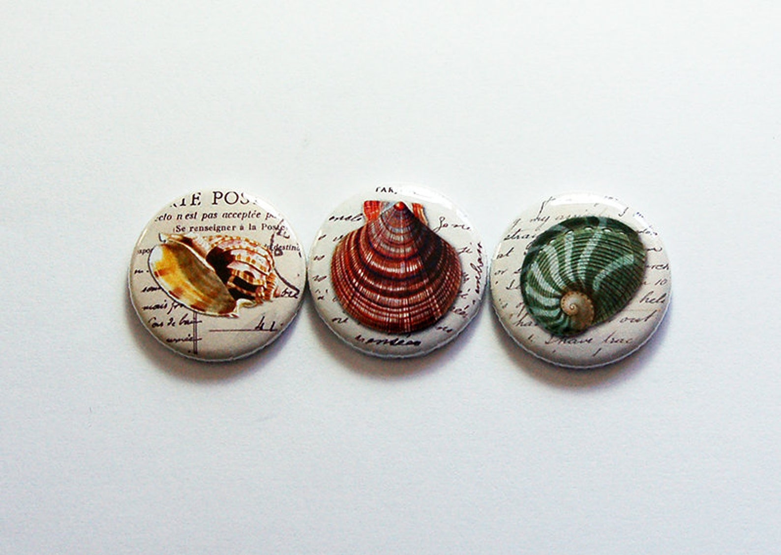 Beach Shell Magnets Magnet Trio Sea Shell Magnet Set - Etsy