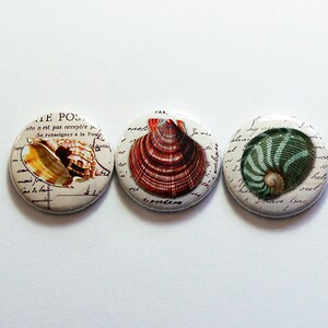 Beach Shell Magnets, Magnet Trio, Sea Shell Magnet Set, Stocking ...