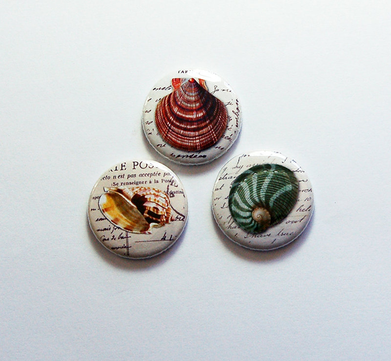 Beach Shell Magnets Magnet Trio Sea Shell Magnet Set - Etsy