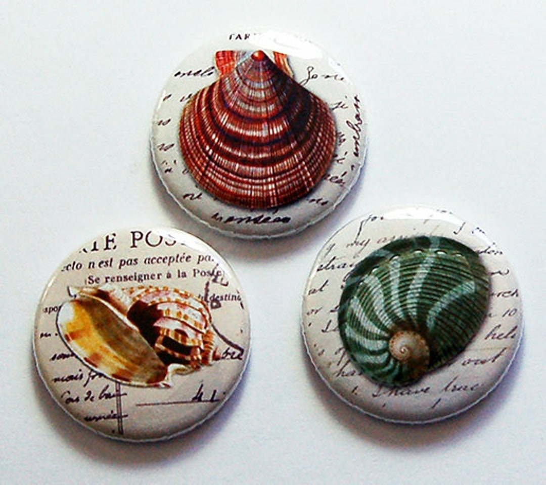 Beach Shell Magnets, Magnet Trio, Sea Shell Magnet Set, Stocking ...