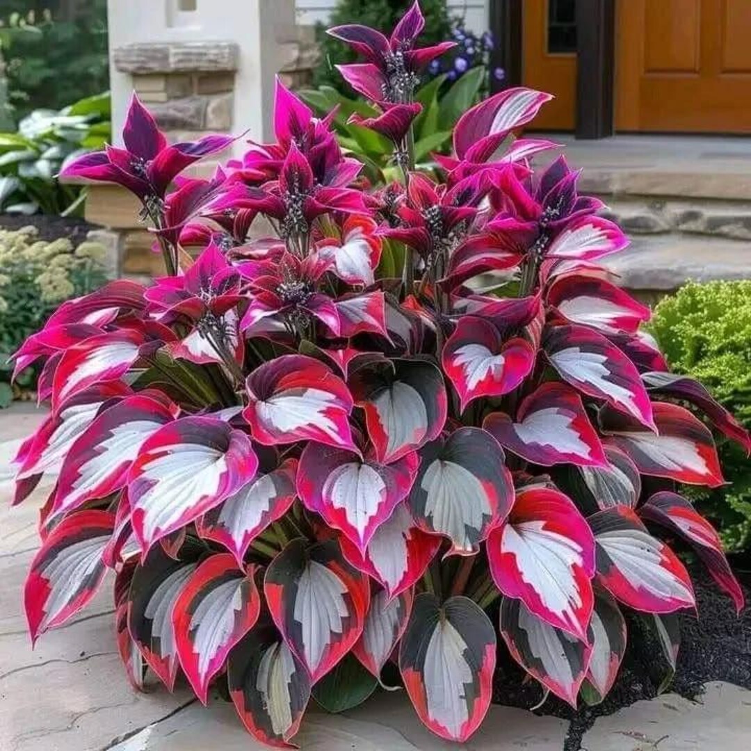 Plus de 200 graines d'hosta vivaces à planter - Beauté du jardin à l ...