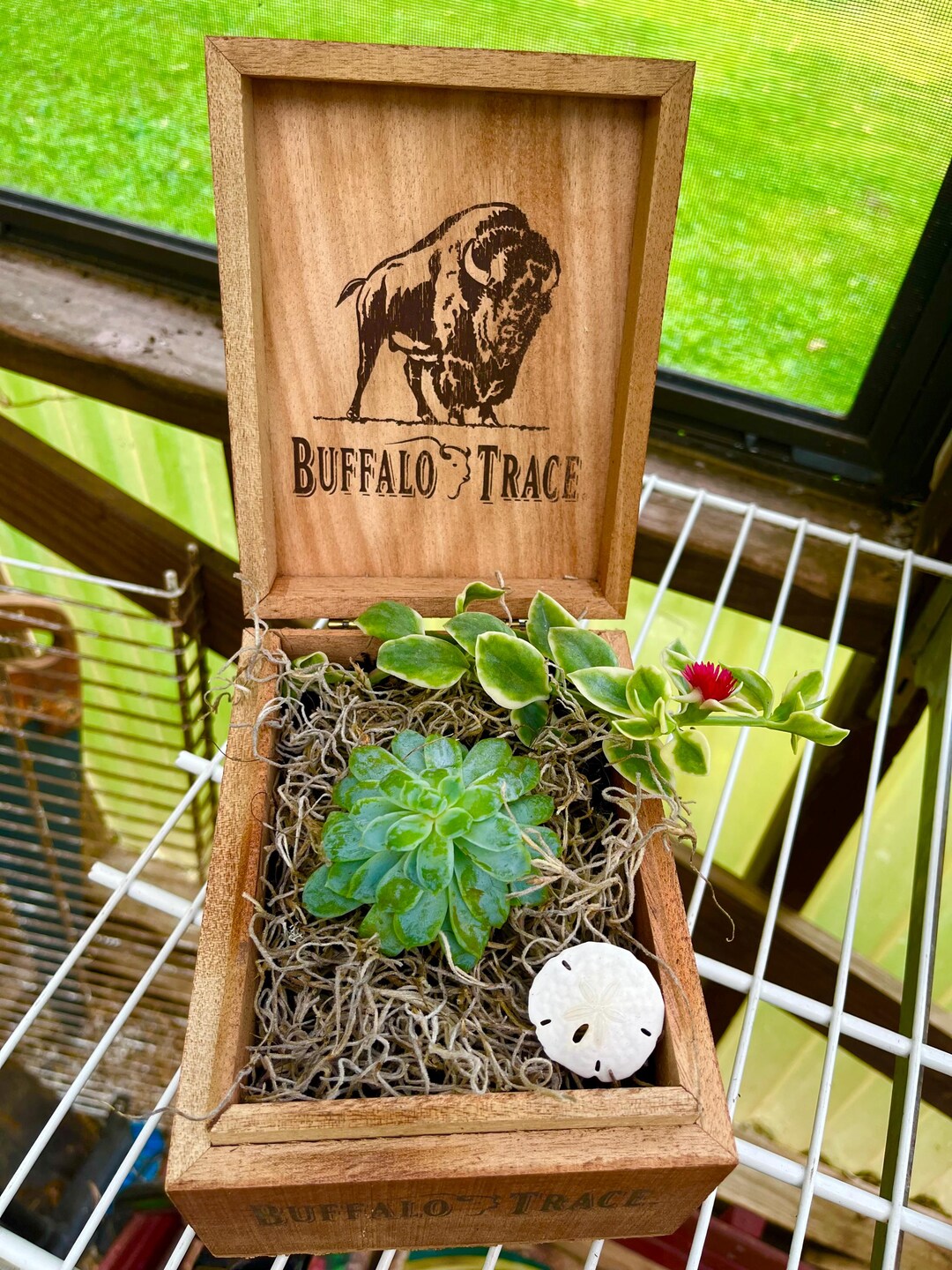 LIVE Succulent in Buffalo Trace Cigar Box Planter - Etsy