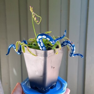 Tentacle Plant, Plant Stake, Octopus Tentacle, Octopus Decor, Tentacle ...