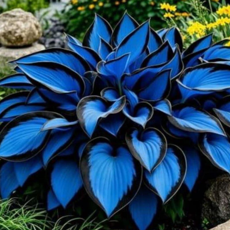 Premium Rare Hosta Seeds - Etsy