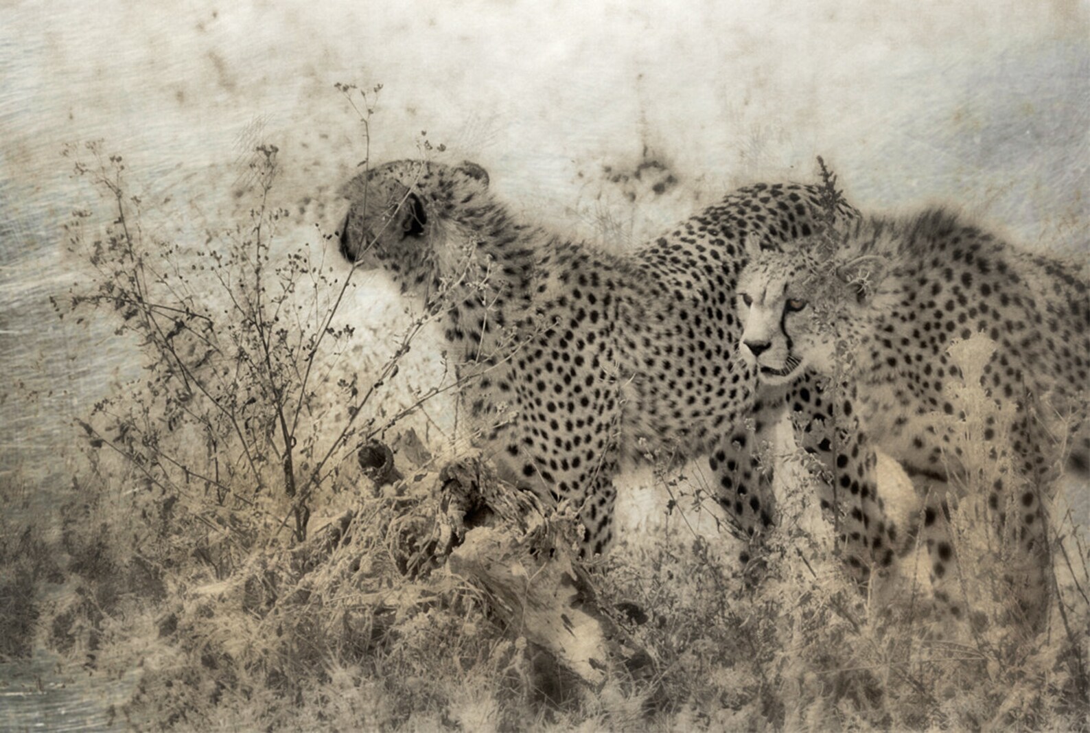 Cheetahs Rustic Cheetah Art Vintage Serengeti Africa Sepia - Etsy