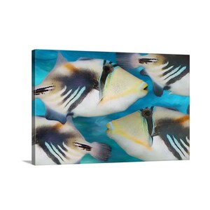 Hawaii Fish Art Print, Tropical Fish Art, Humu Picasso Triggerfish, Guy ...