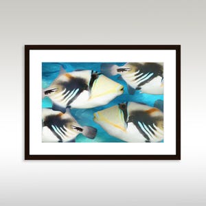Hawaii Fish Art Print, Tropical Fish Art, Humu Picasso Triggerfish ...