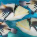 Hawaii Fish Art Print, Tropical Fish Art, Humu Picasso Triggerfish, Guy ...