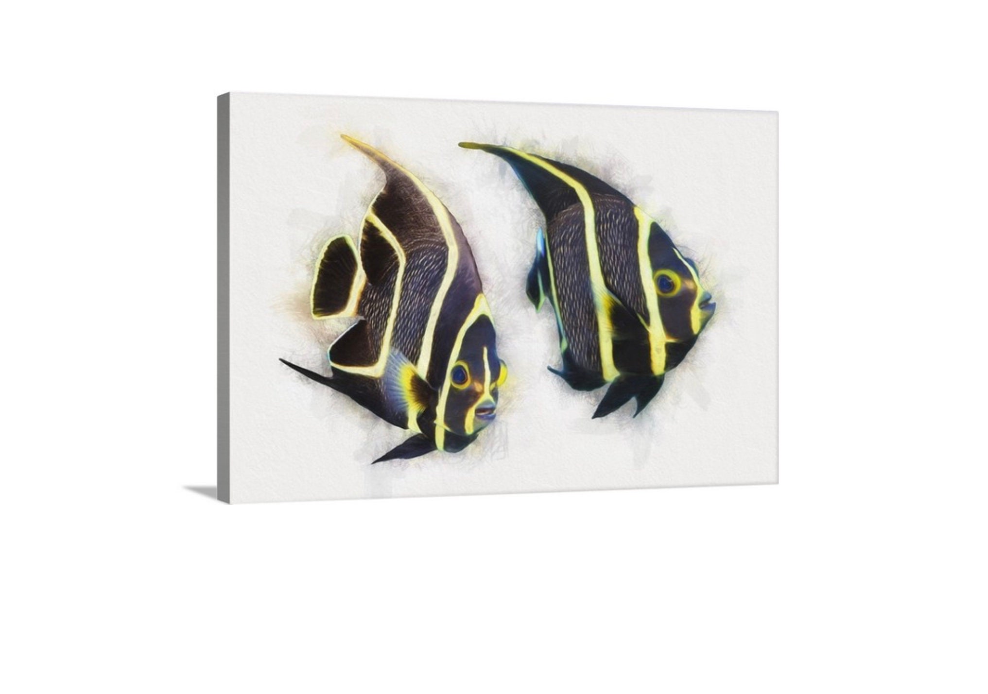 French Angelfish Drawing